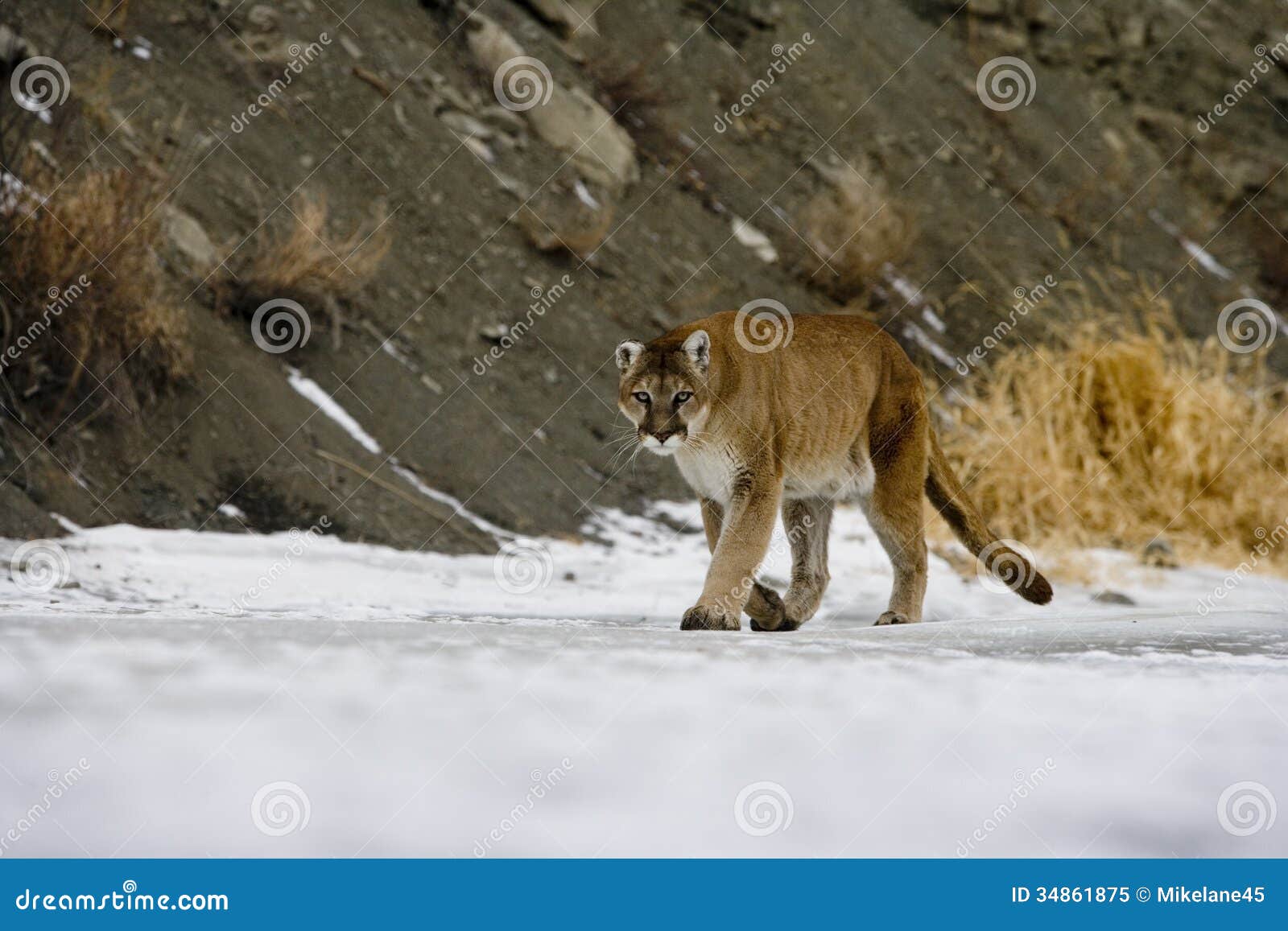 Poema of Poema, Poemaconcolor Stock Afbeelding - Image of poema, sneeuw ...