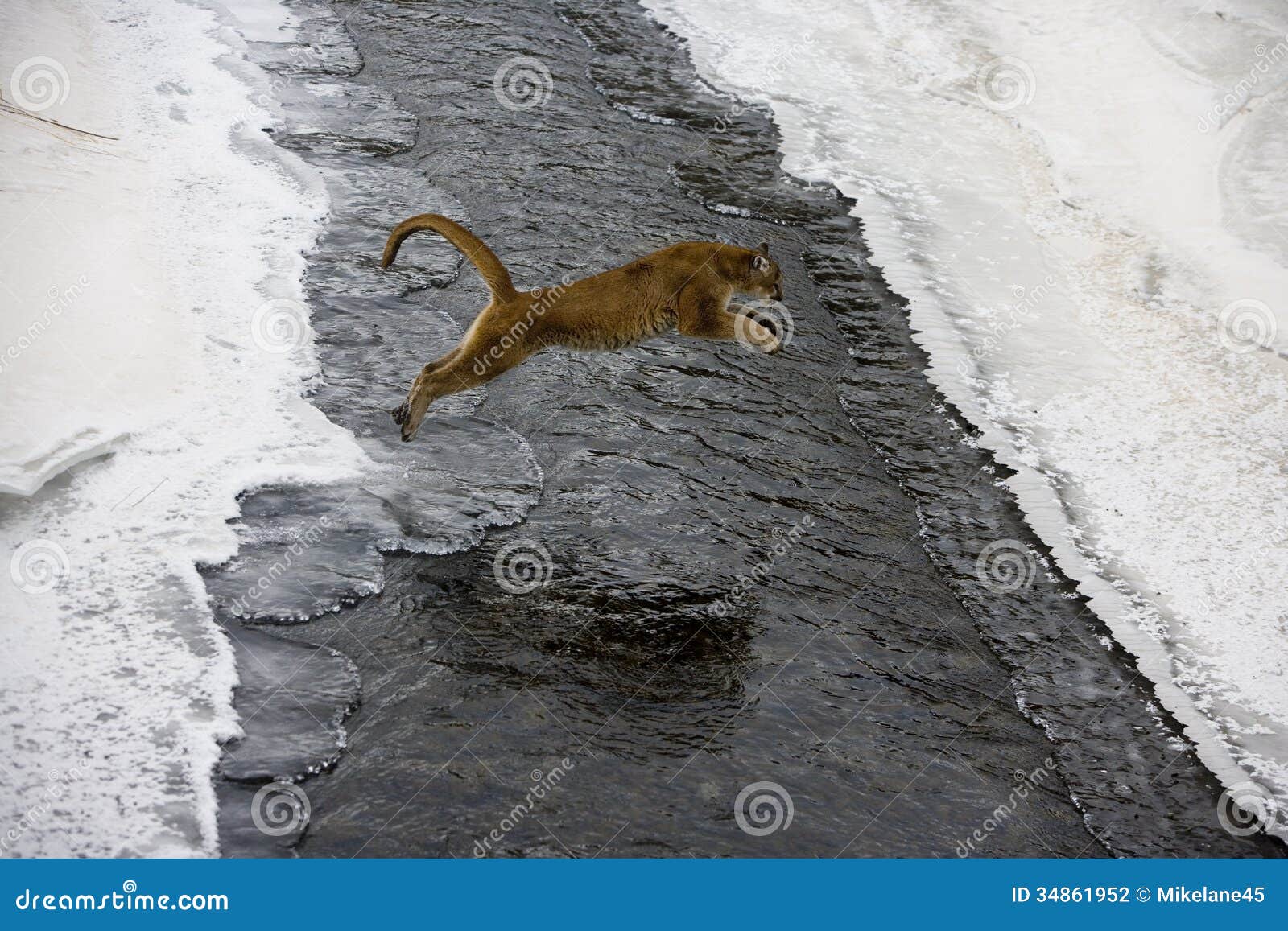 Poema of Poema, Poemaconcolor Stock Foto - Image of dier, poema: 34861952