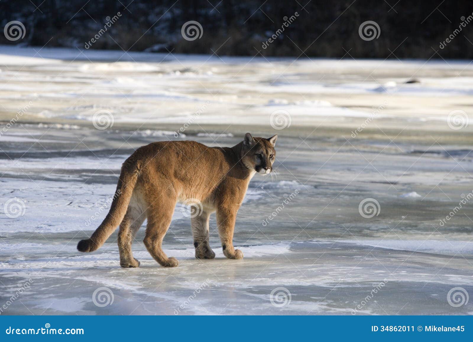 Poema of Poema, Poemaconcolor Stock Afbeelding - Image of winter ...