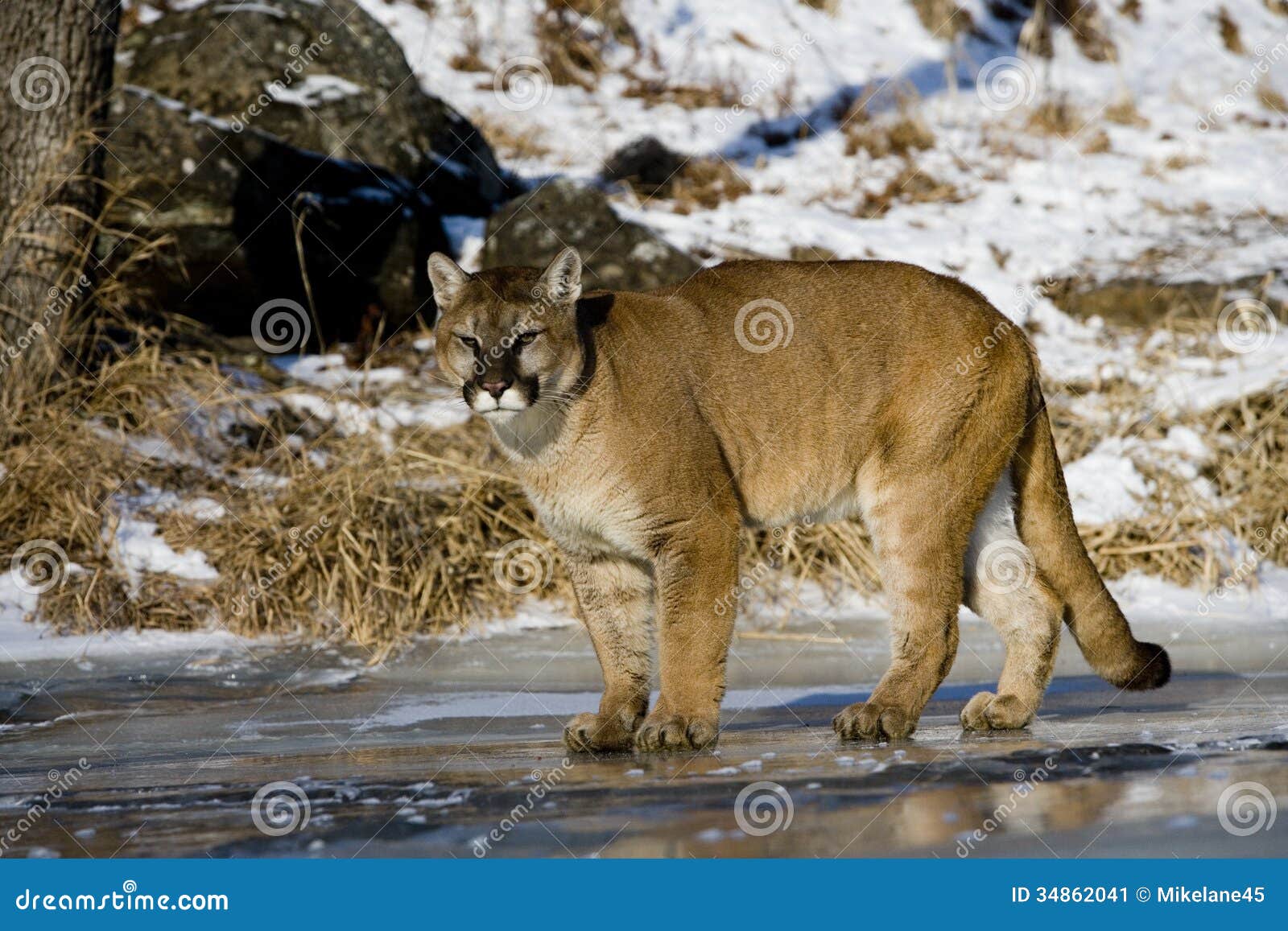Poema of Poema, Poemaconcolor Stock Afbeelding - Image of roofdier ...