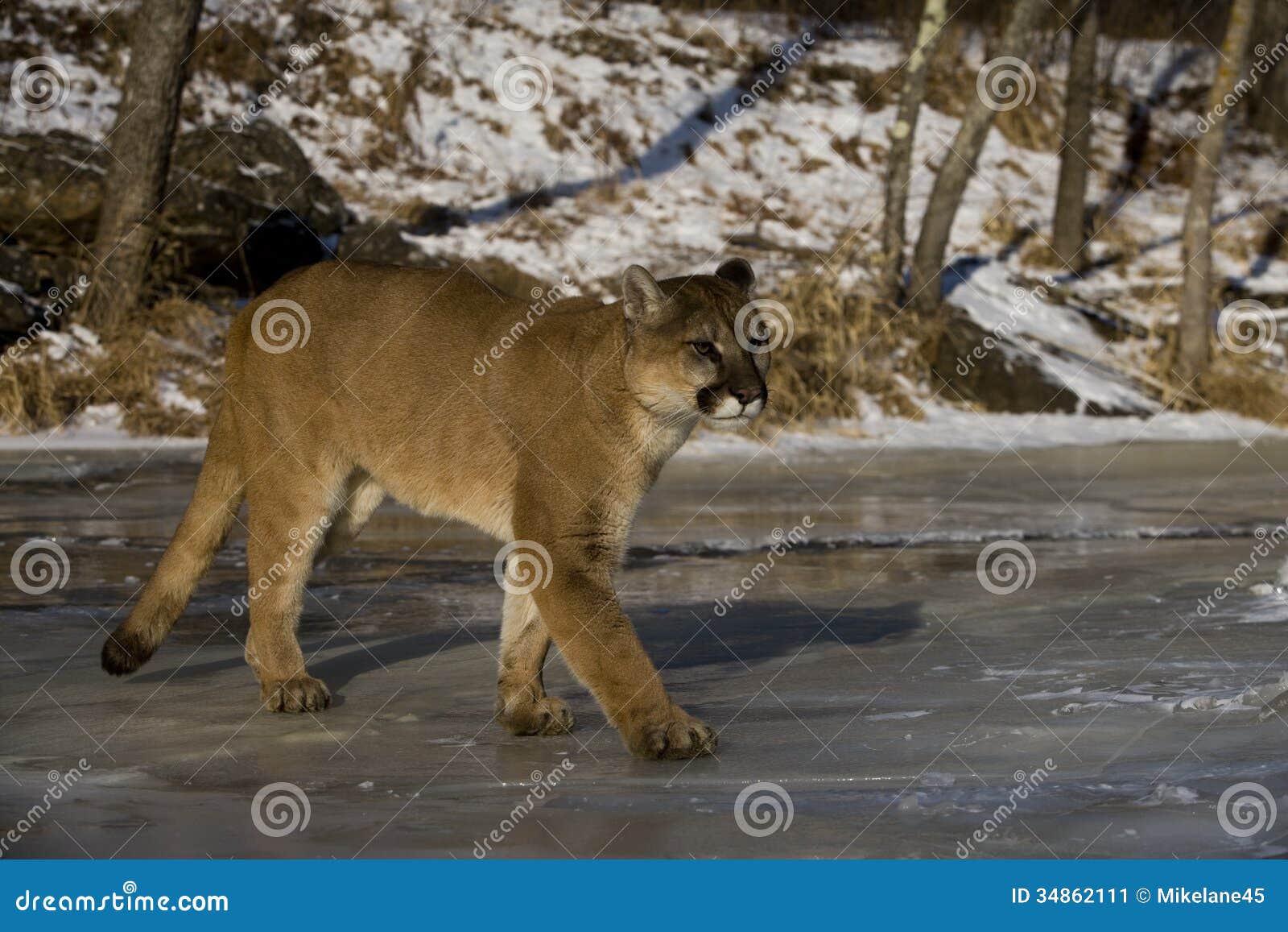 Poema of Poema, Poemaconcolor Stock Afbeelding - Image of dier, sneeuw ...