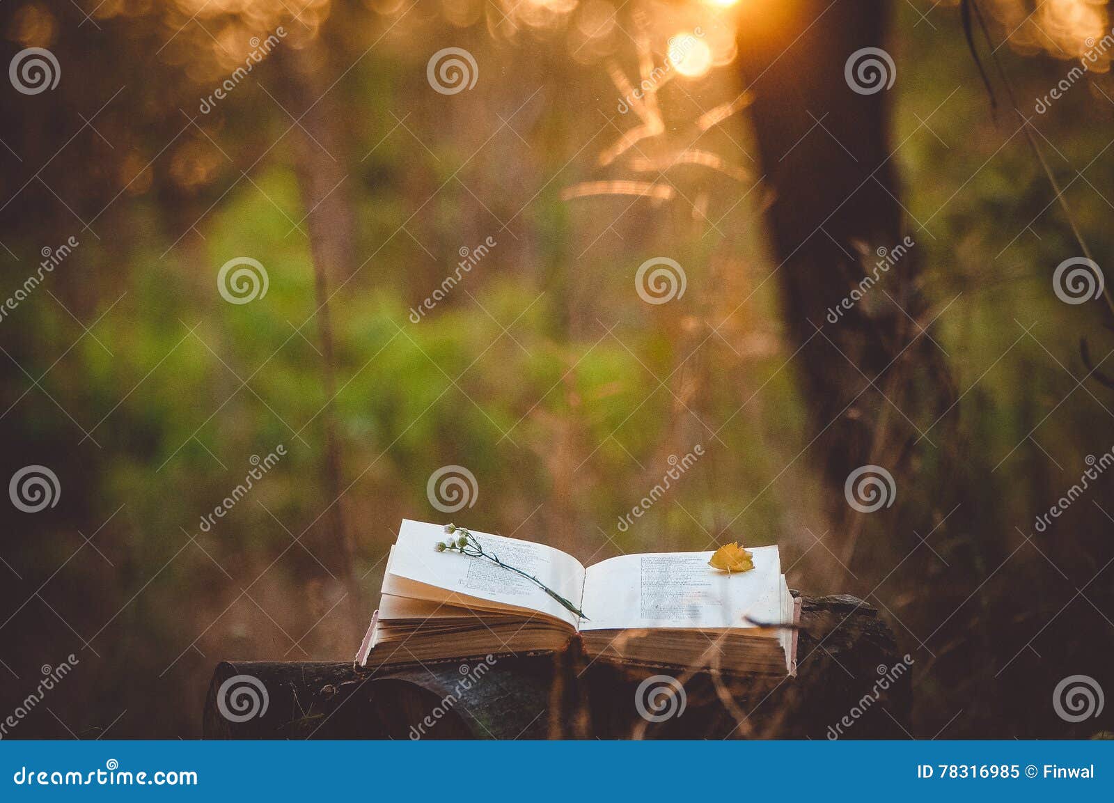 Poetry book under tree stock image. Image of poesy, summer - 78316985