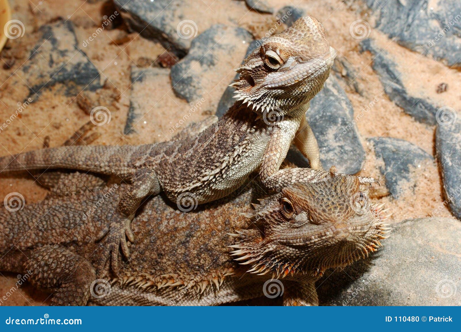 Pogona Vitticeps, Australian Bearded Dragon. Stock Photo - Image of ...