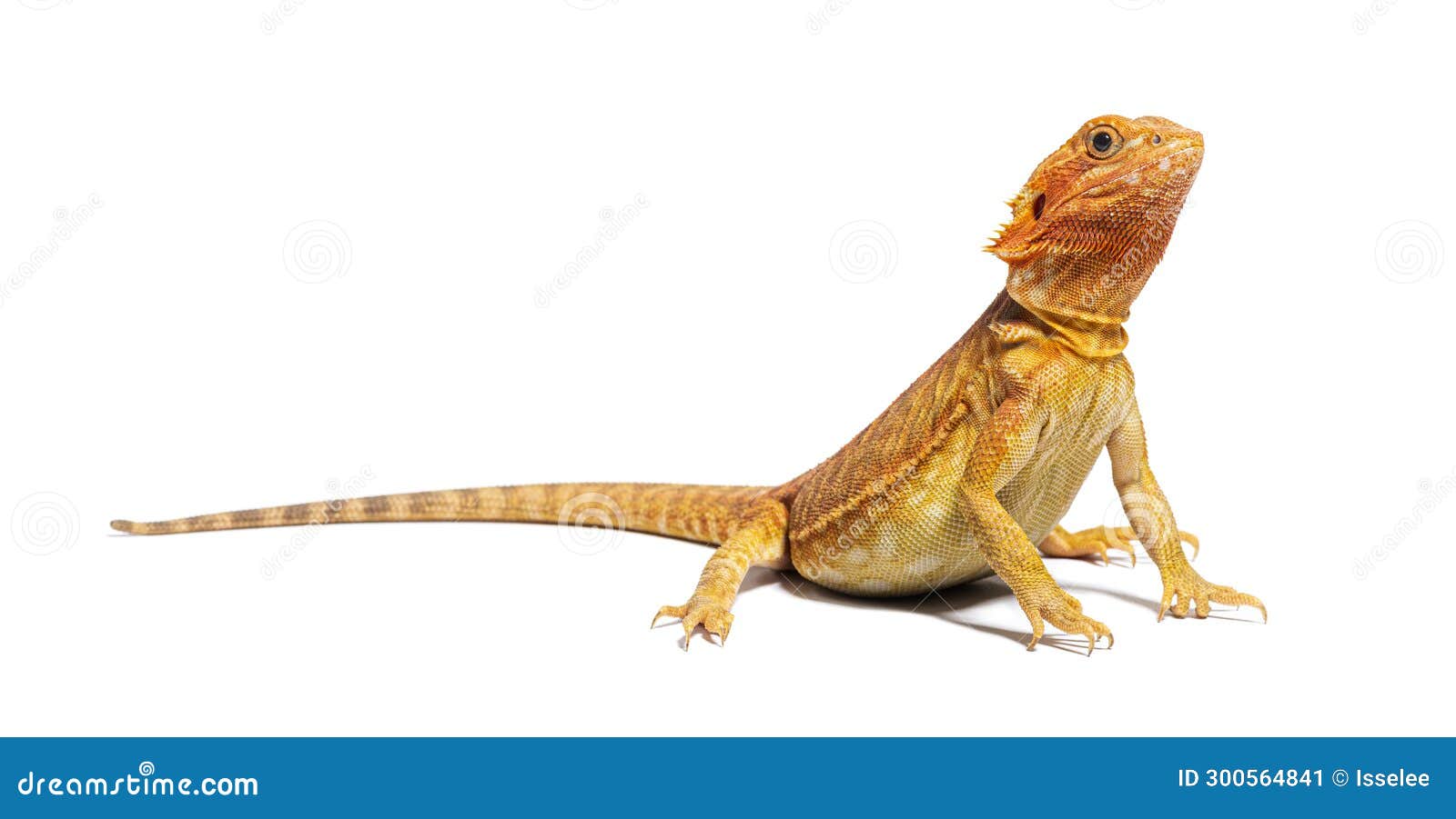 Pogona, Pogona Vitticeps, Standing in Front, Isolated on White Stock ...