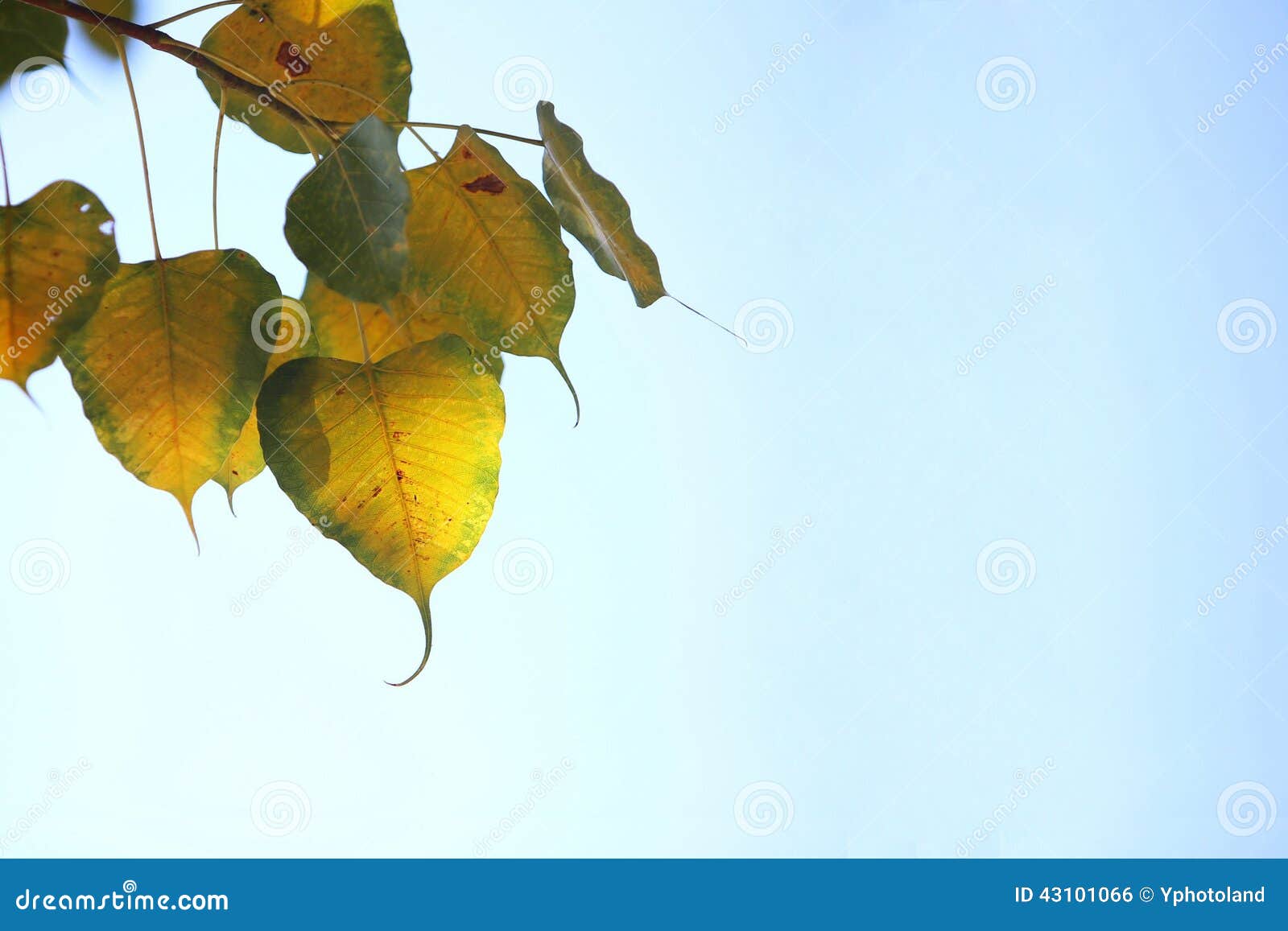 Bo leaf stock photo. Image of space, botree, light, nature - 43101066