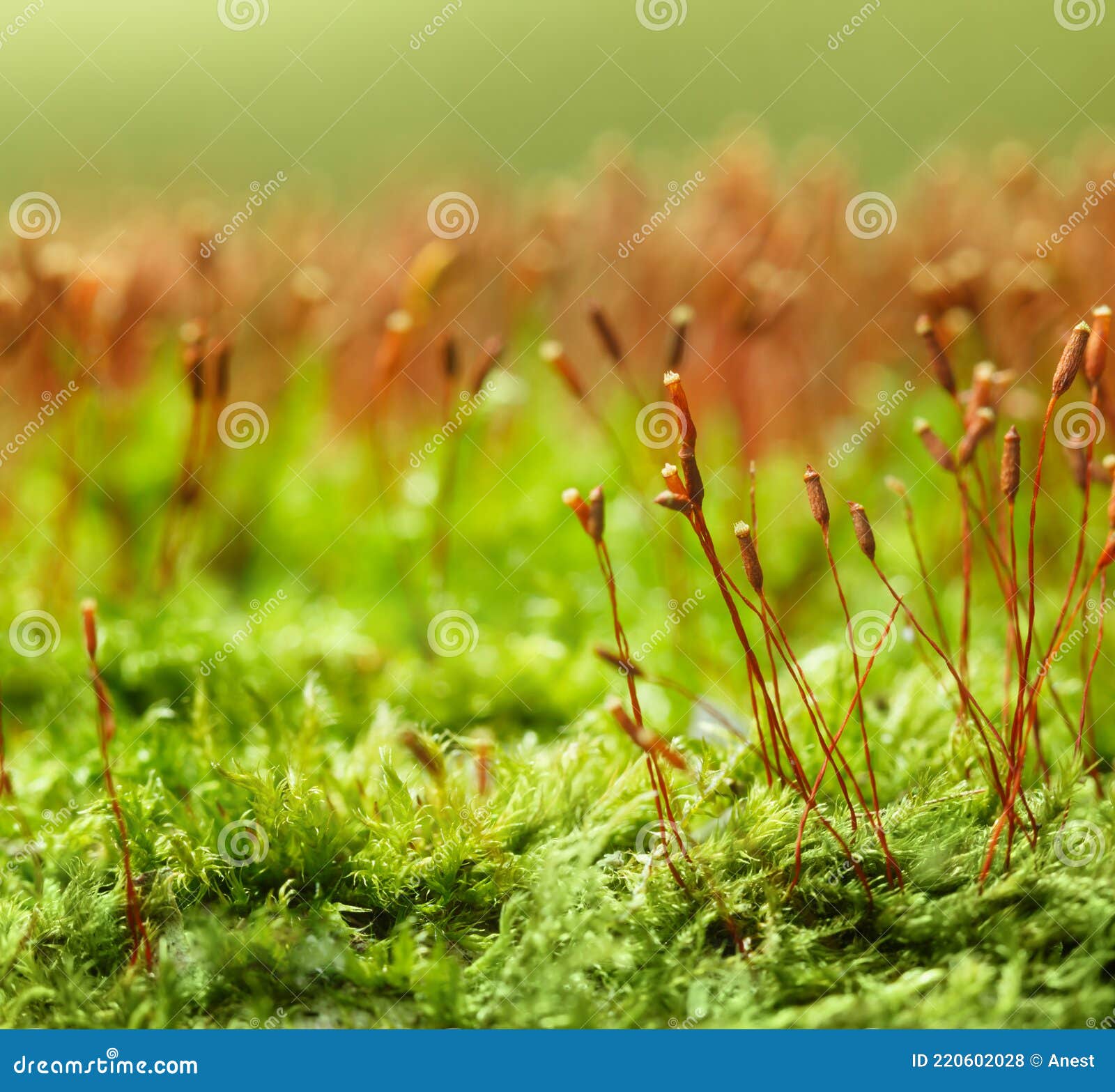 Pohlia nutans moss stock photo. Image of grass, marsh - 220602028