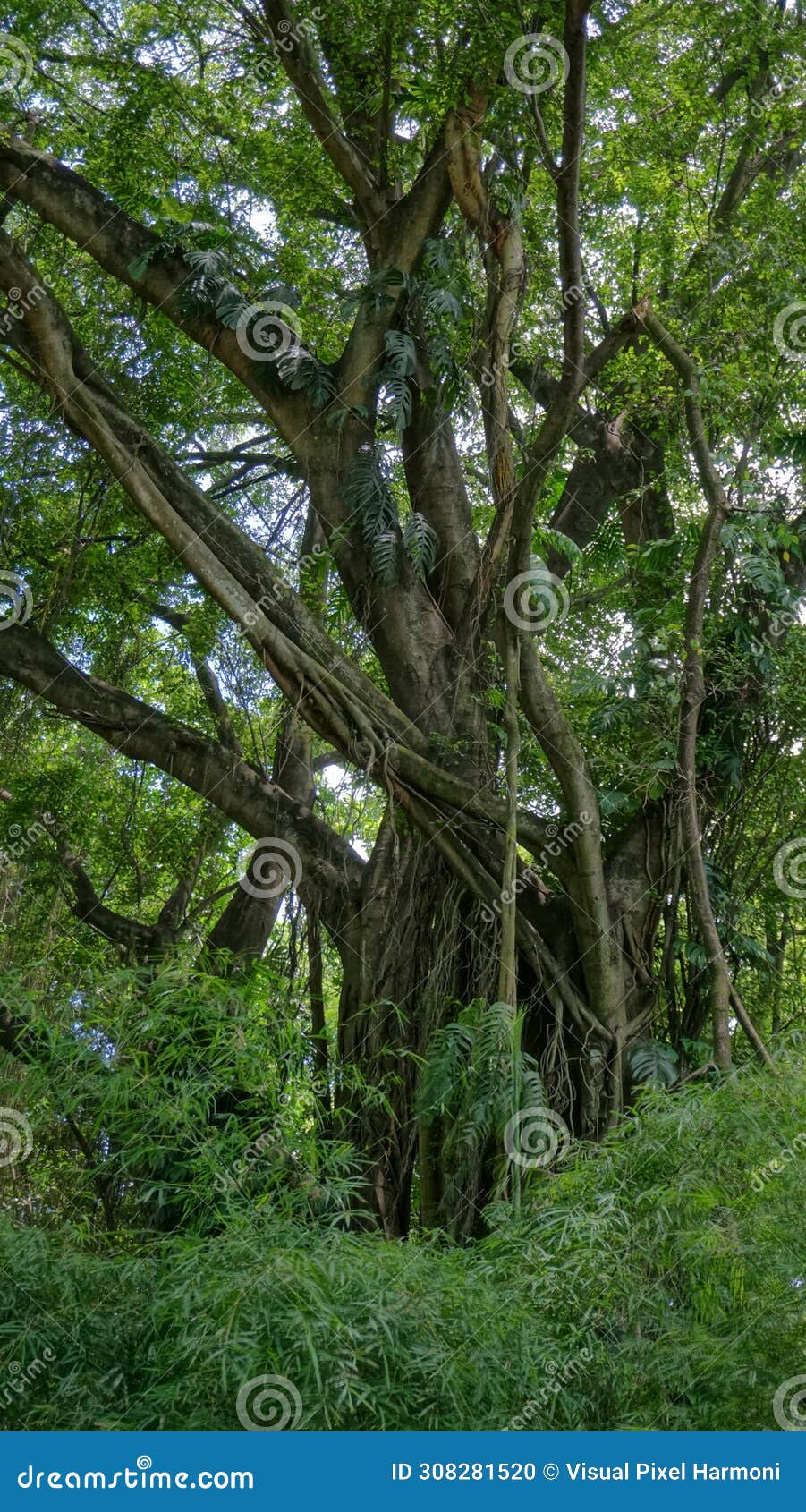 Pohon Beringin stock photo. Image of nature, beringin - 308281520