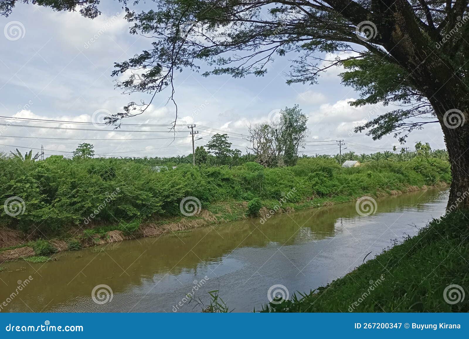 Pohon Besar & X28;Big Tree& X29; Stock Image - Image of reflection ...