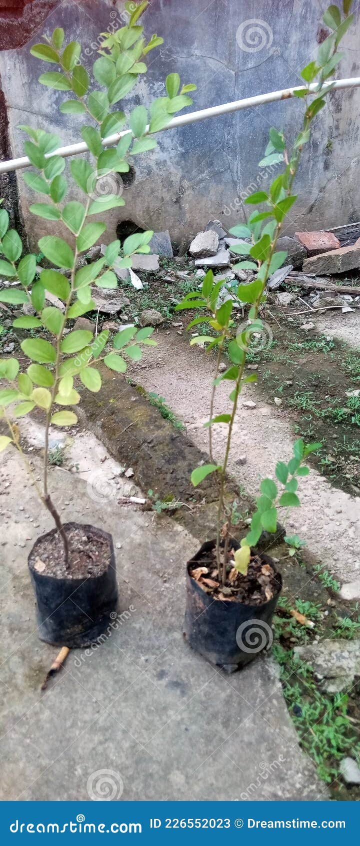 Pohon bidara stock image. Image of pertanian, green - 226552023