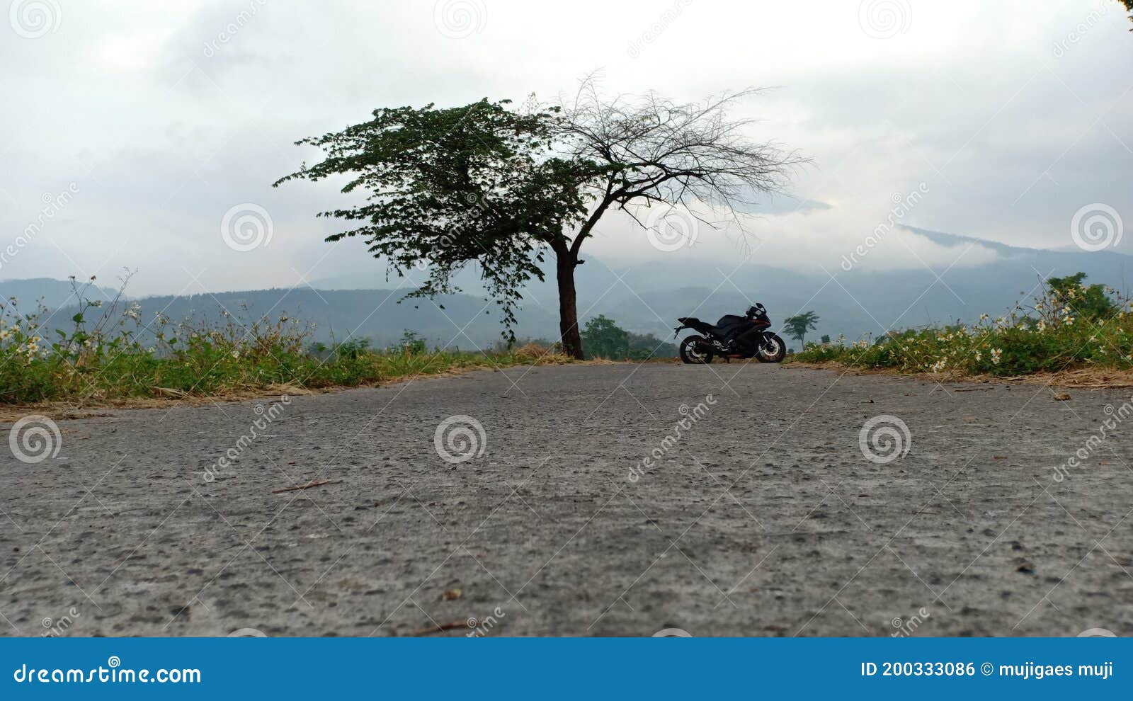 Pohon Ceres the Ceres Tree is Half Dry Stock Photo - Image of ...