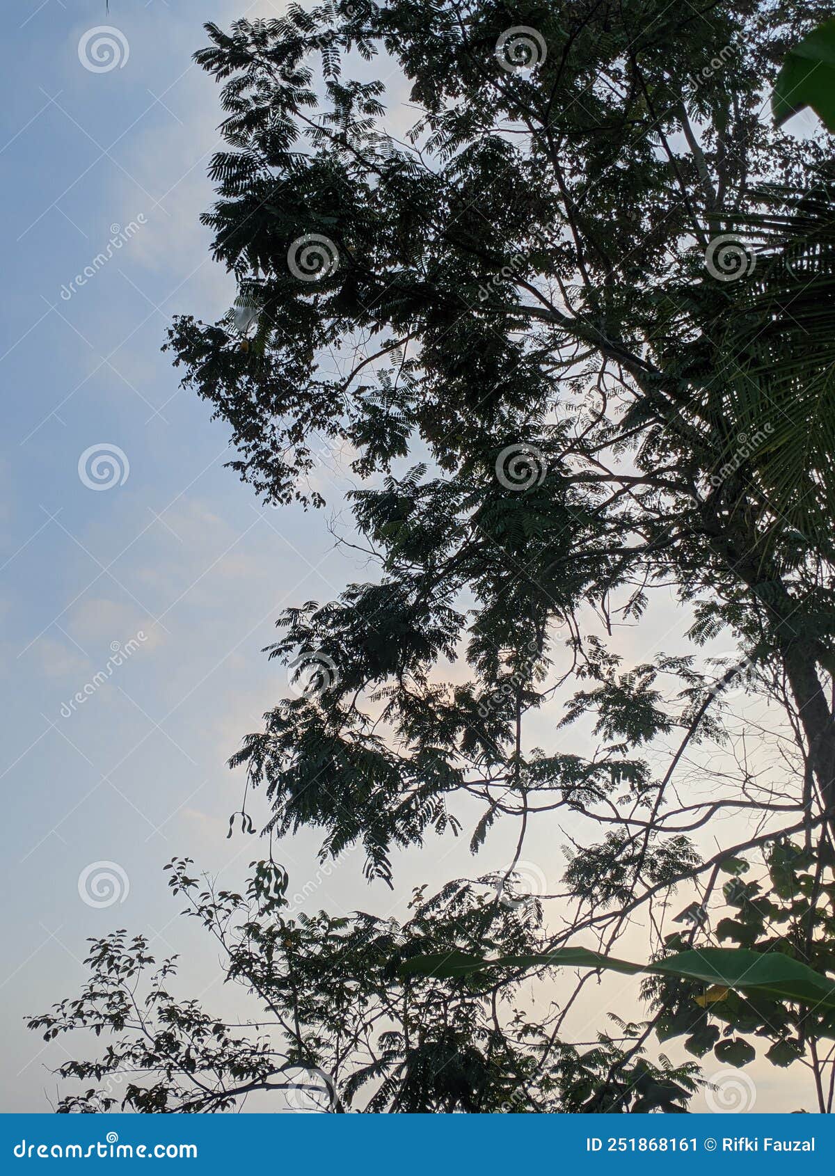 Pohon dan ranting stock image. Image of forest, reflection - 251868161