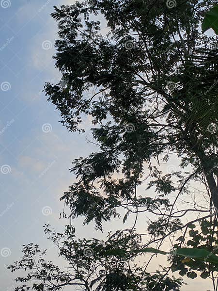 Pohon dan ranting stock image. Image of forest, reflection - 251868161