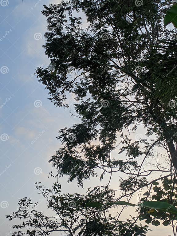 Pohon dan ranting stock image. Image of forest, reflection - 251868161