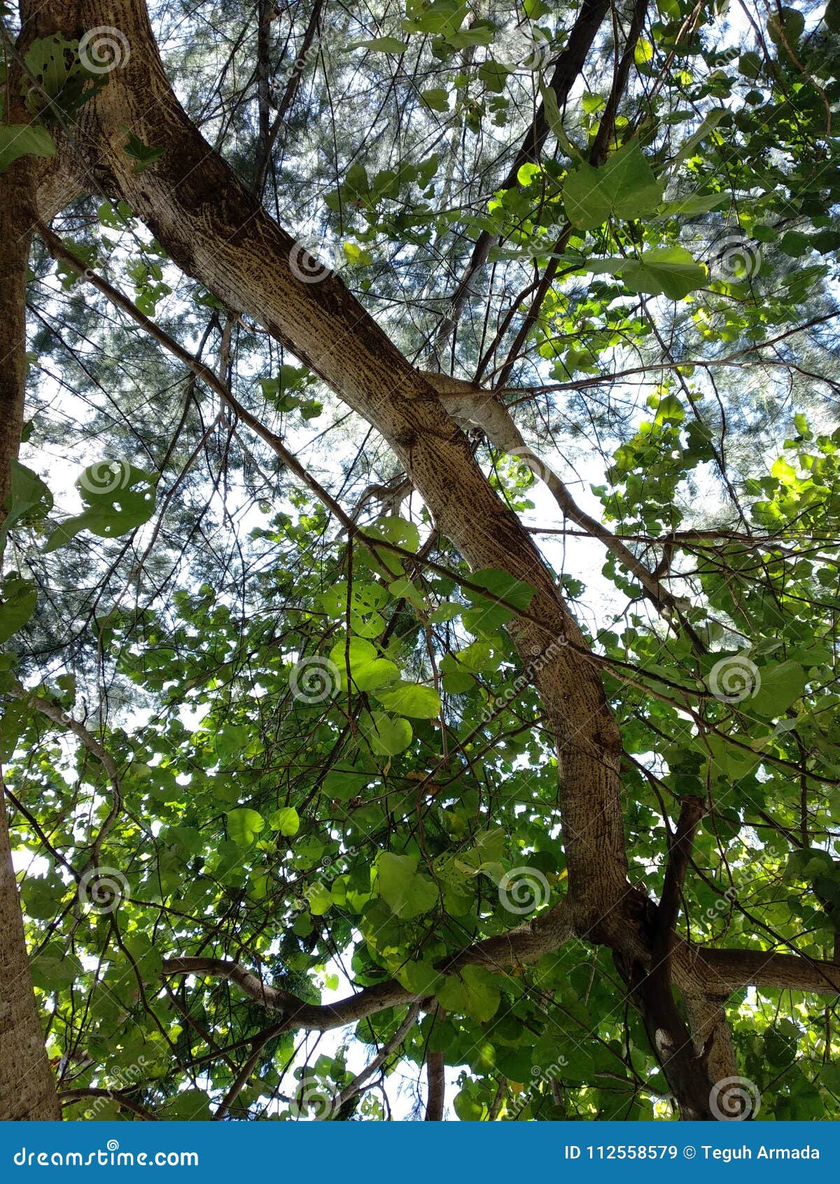 Pohon Kayu Roof Stock Photography | CartoonDealer.com #225145742