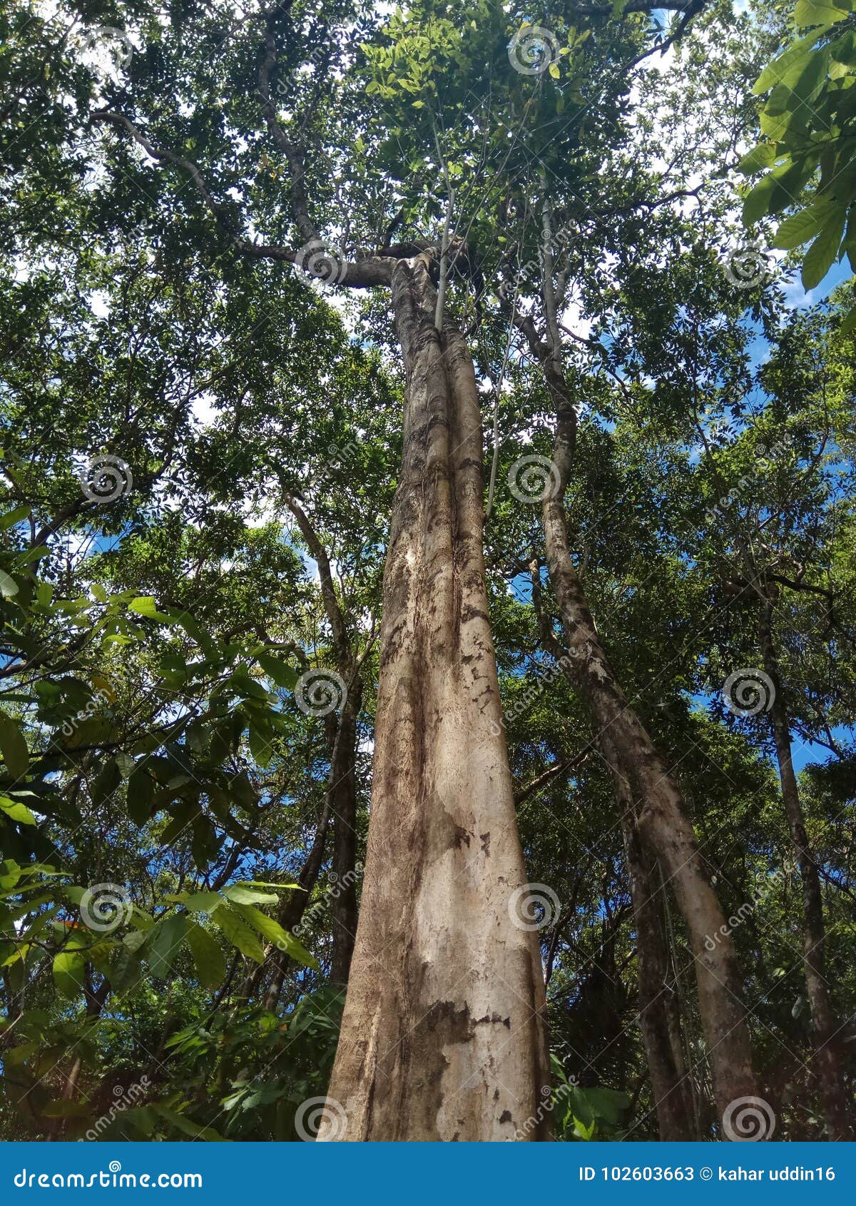 Pohon Induk Bitti стоковое изображение. изображение насчитывающей ...