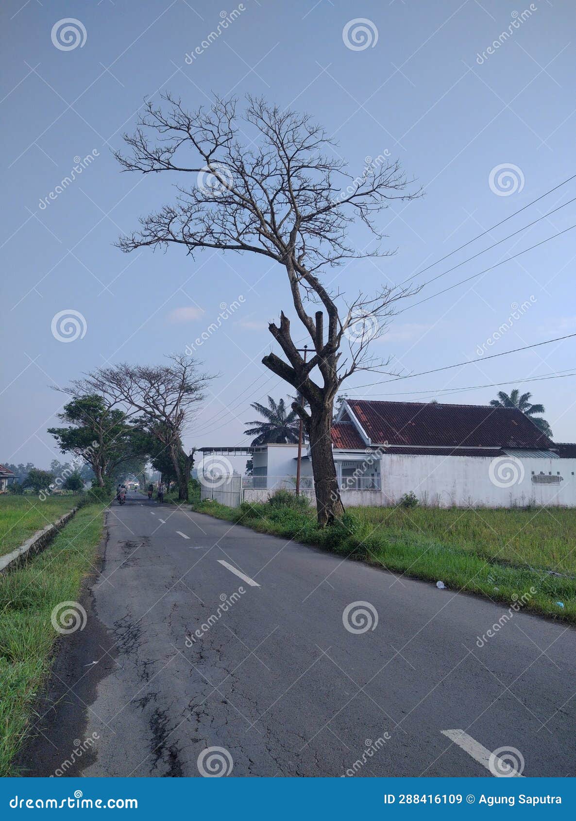Beautiful roadside tree editorial stock image. Image of house - 288416109