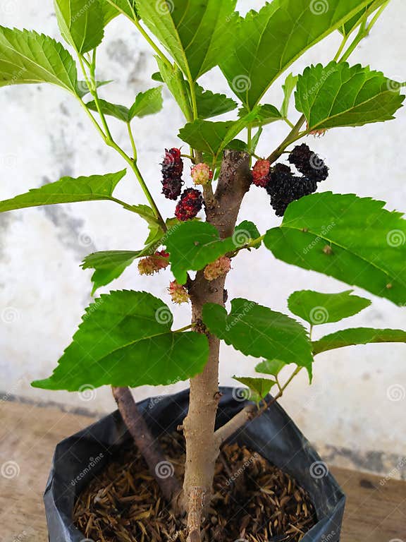 Pohon Murbei Super stock photo. Image of produce, spring - 208513408