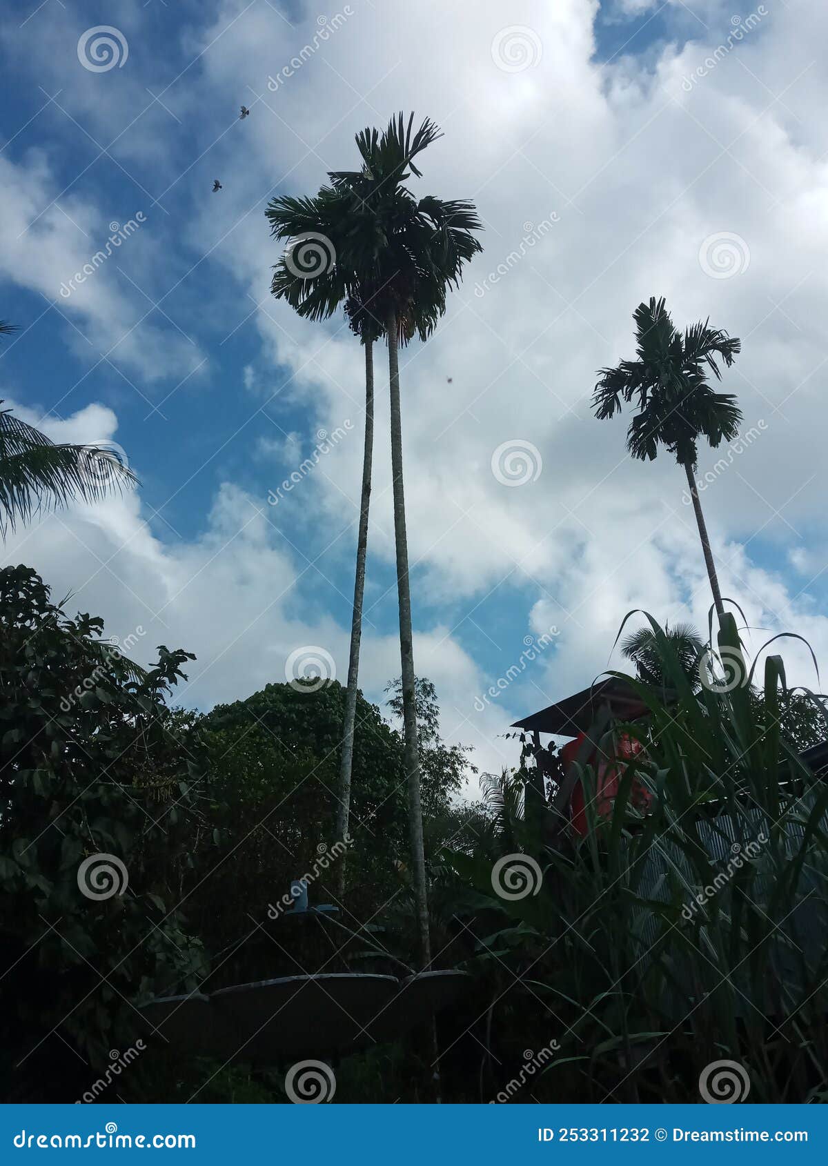 Pohon pinang,pinang tree stock photo. Image of tree - 253311232