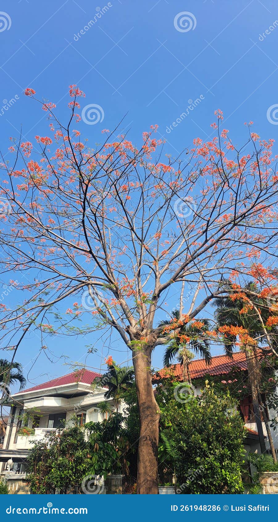 Autumn Tree stock photo. Image of leaf, fall, maple - 261948286