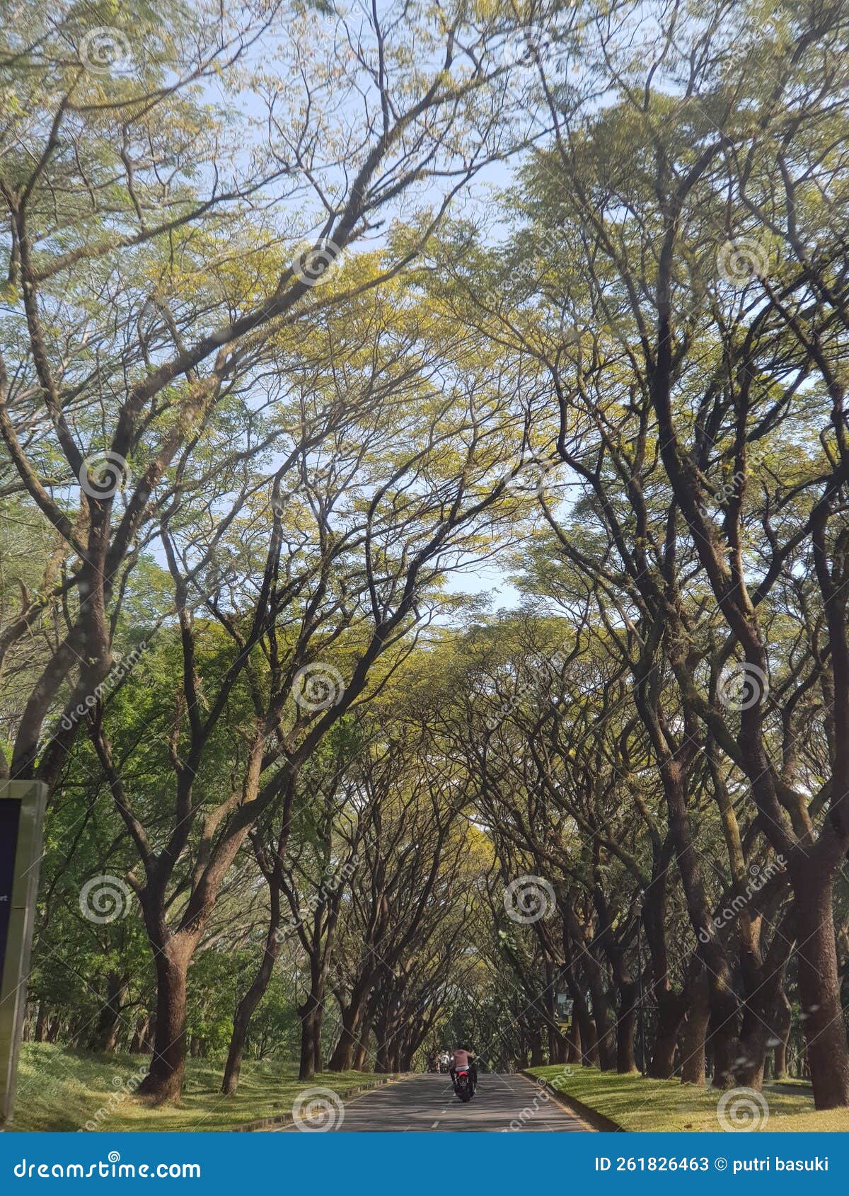 Pohon trembesi Rain tree stock image. Image of grove - 261826463