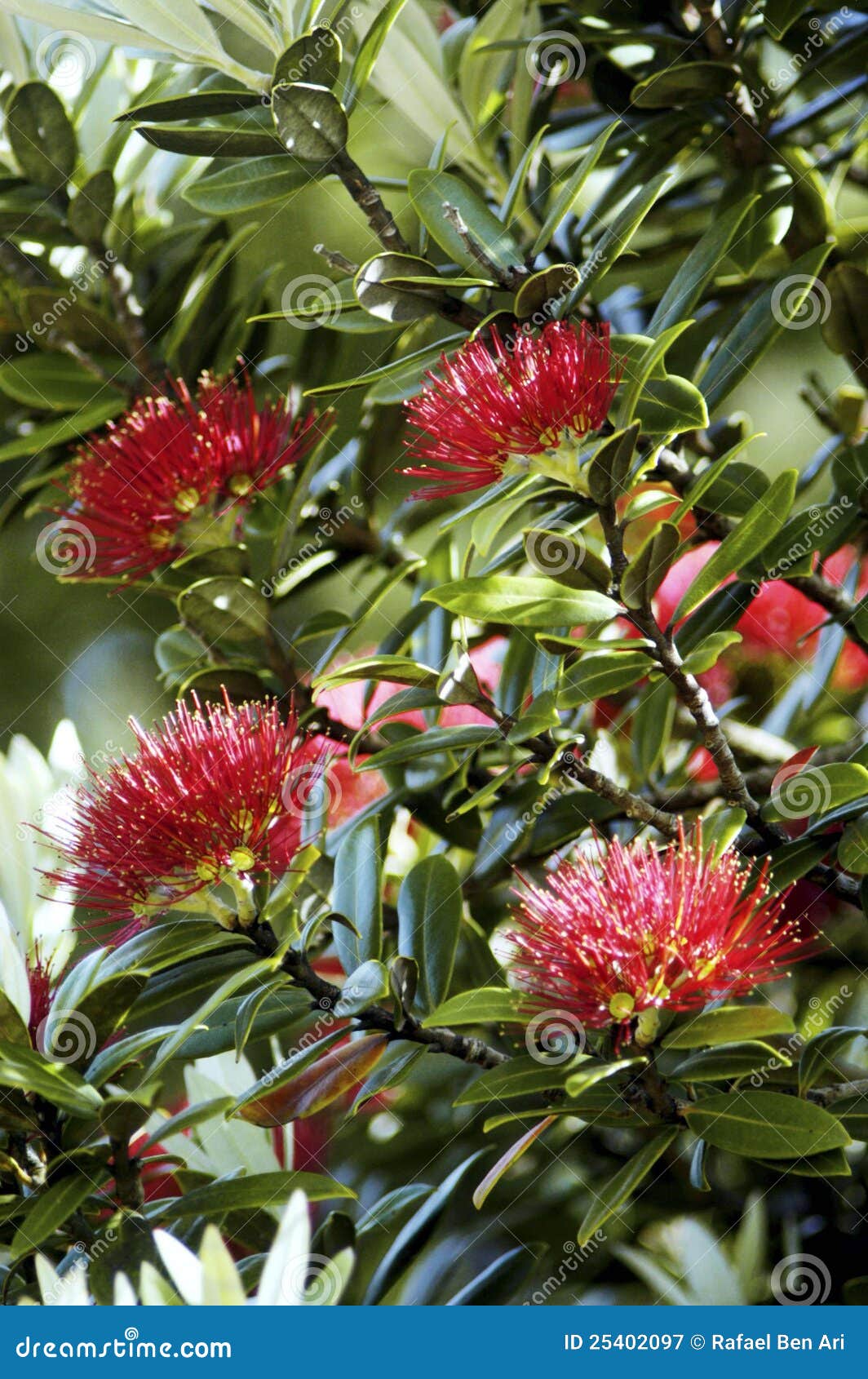 Pohutuakawa Tree, New Zealand Stock Image - Image of christmas ...