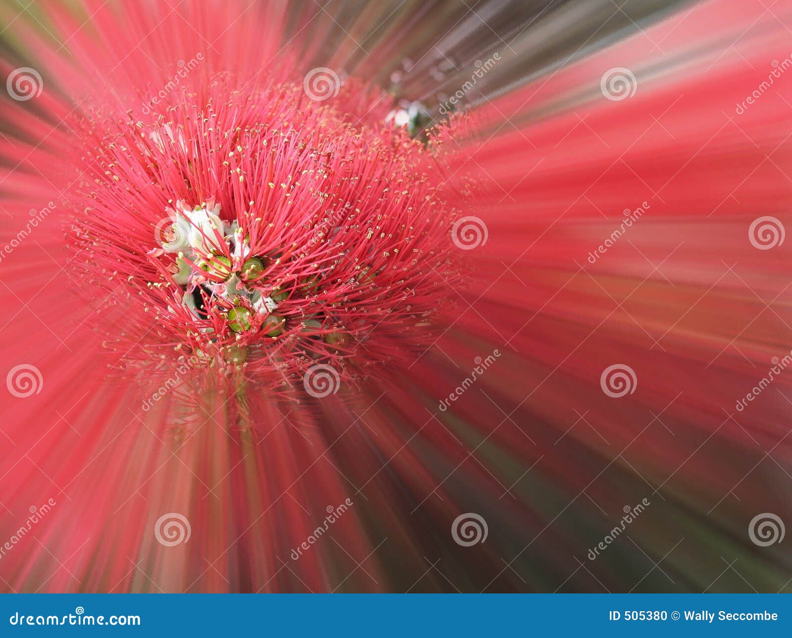 Pohutukawa Flower Sketch. Drawing Illustration. Pohutukawa - New ... Pohutukawa Flower Sketch. Drawing Illustration. Pohutukawa - New ...
