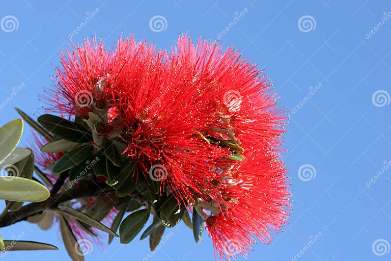 Pohutukawa Flower stock image. Image of auckland, native - 457429