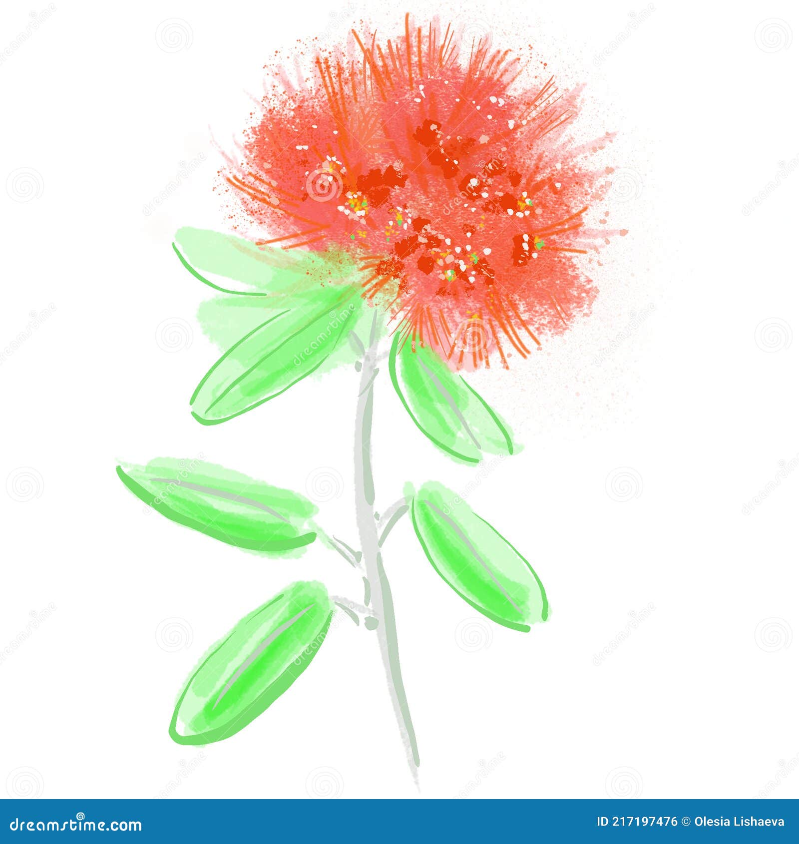 Pohutukawa Flower Sketch. Drawing Illustration Stock Illustration ... Pohutukawa Flower Sketch. Drawing Illustration Stock Illustration ...