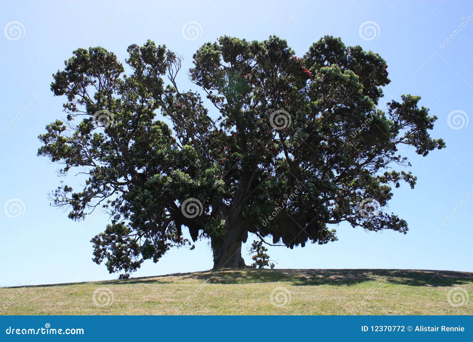 Pohutukawa Tree stock photo. Image of trunk, christmas - 12370772