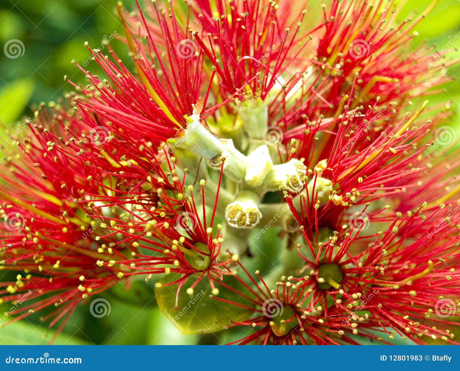 Pohutukawa tree flower stock image. Image of blossom - 12801983