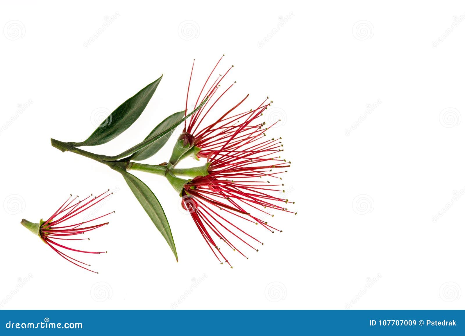 Pohutukawa Tree Flowers Isolated on White Background with Copy Space ... Pohutukawa Tree Flowers Isolated on White Background with Copy Space ...