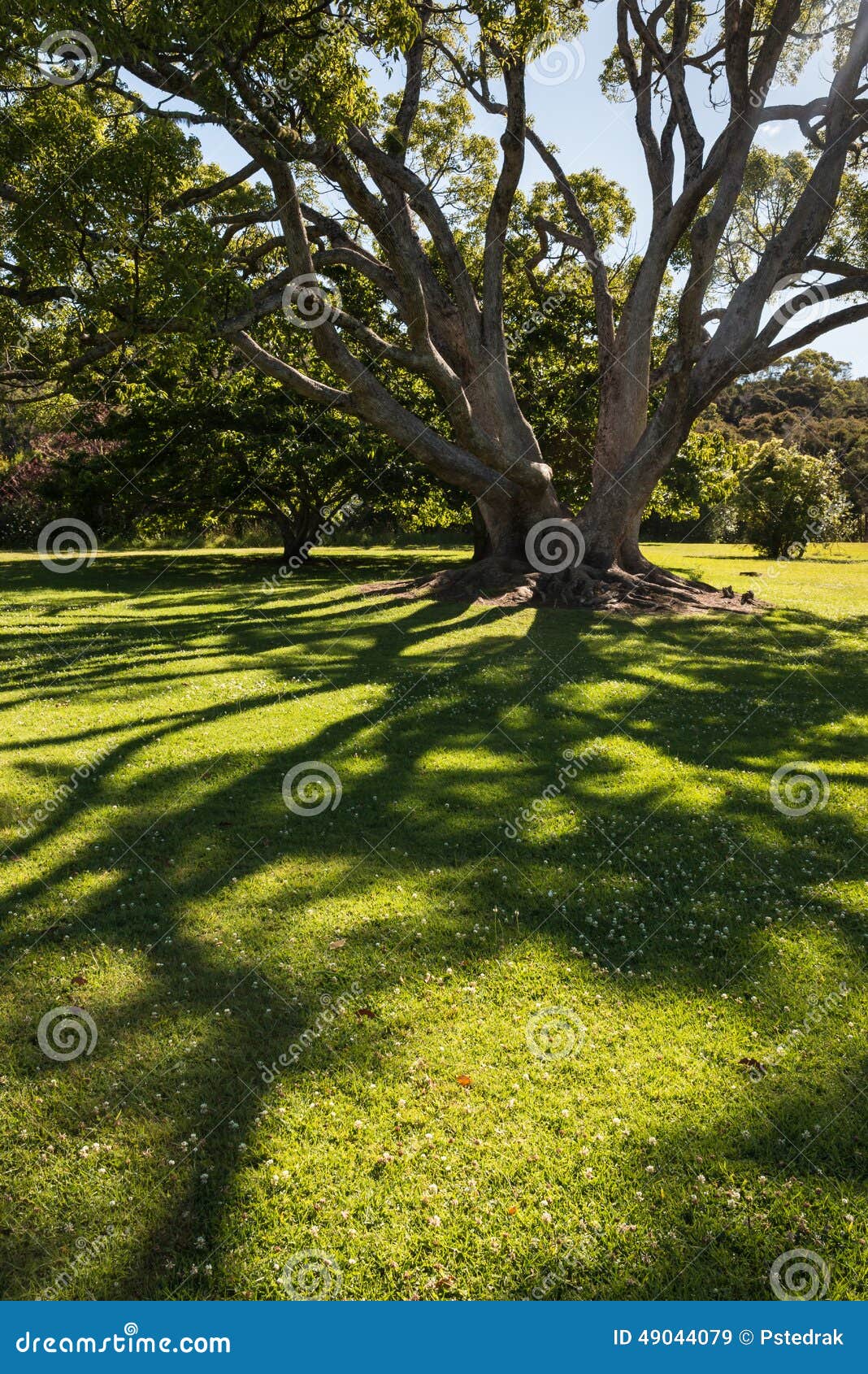 Pohutukawa tree shadow stock image. Image of tree, shadows - 49044079