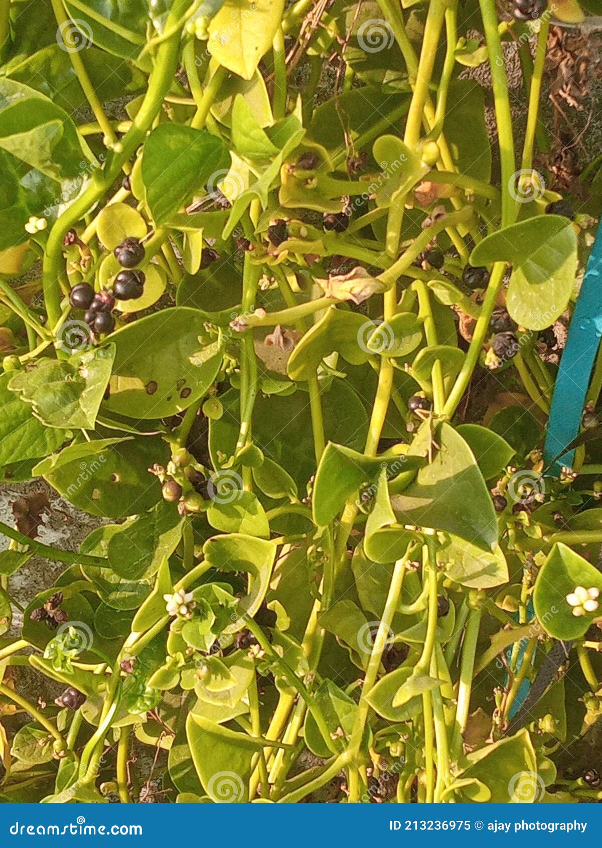 Poi ki tree stock image. Image of berry, yellow, produce - 213236975