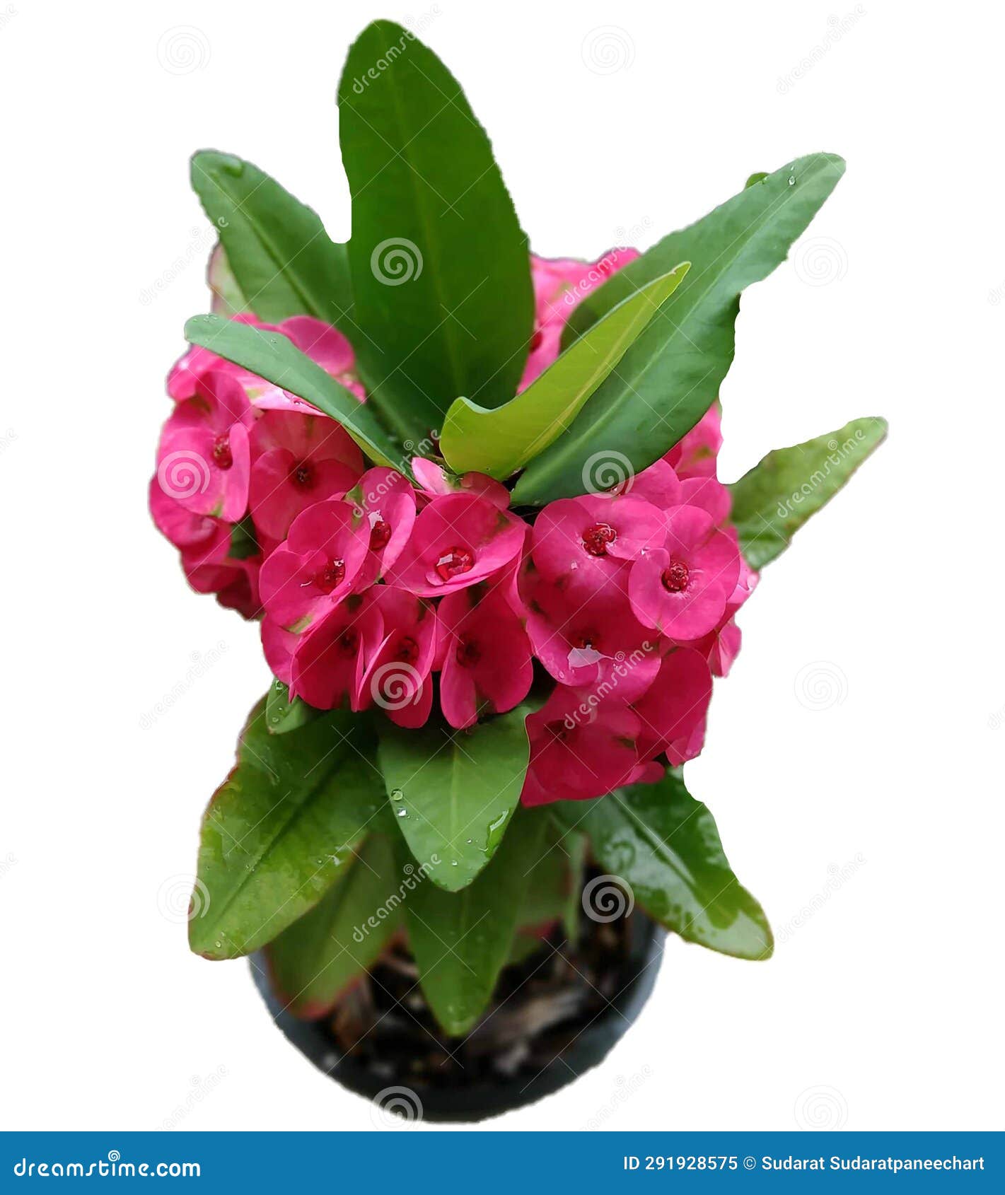 Poi Sian Flower, Flower, Poi Sian Tree, the Tree Has Sharp Thorns. Pink ...