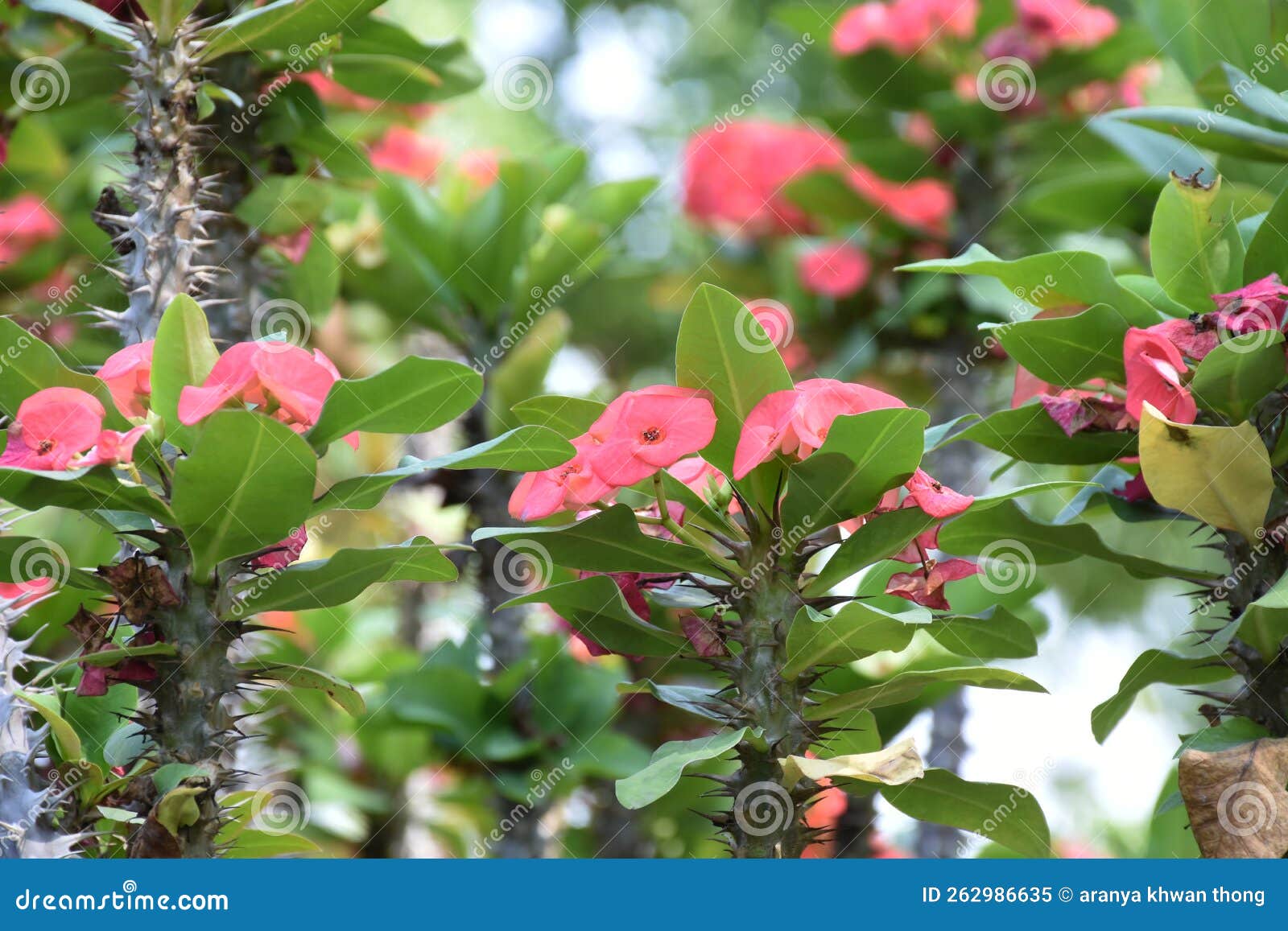 Poi Sian Flowers Bloom on the Red Tree, Bright and Beautiful Stock ...