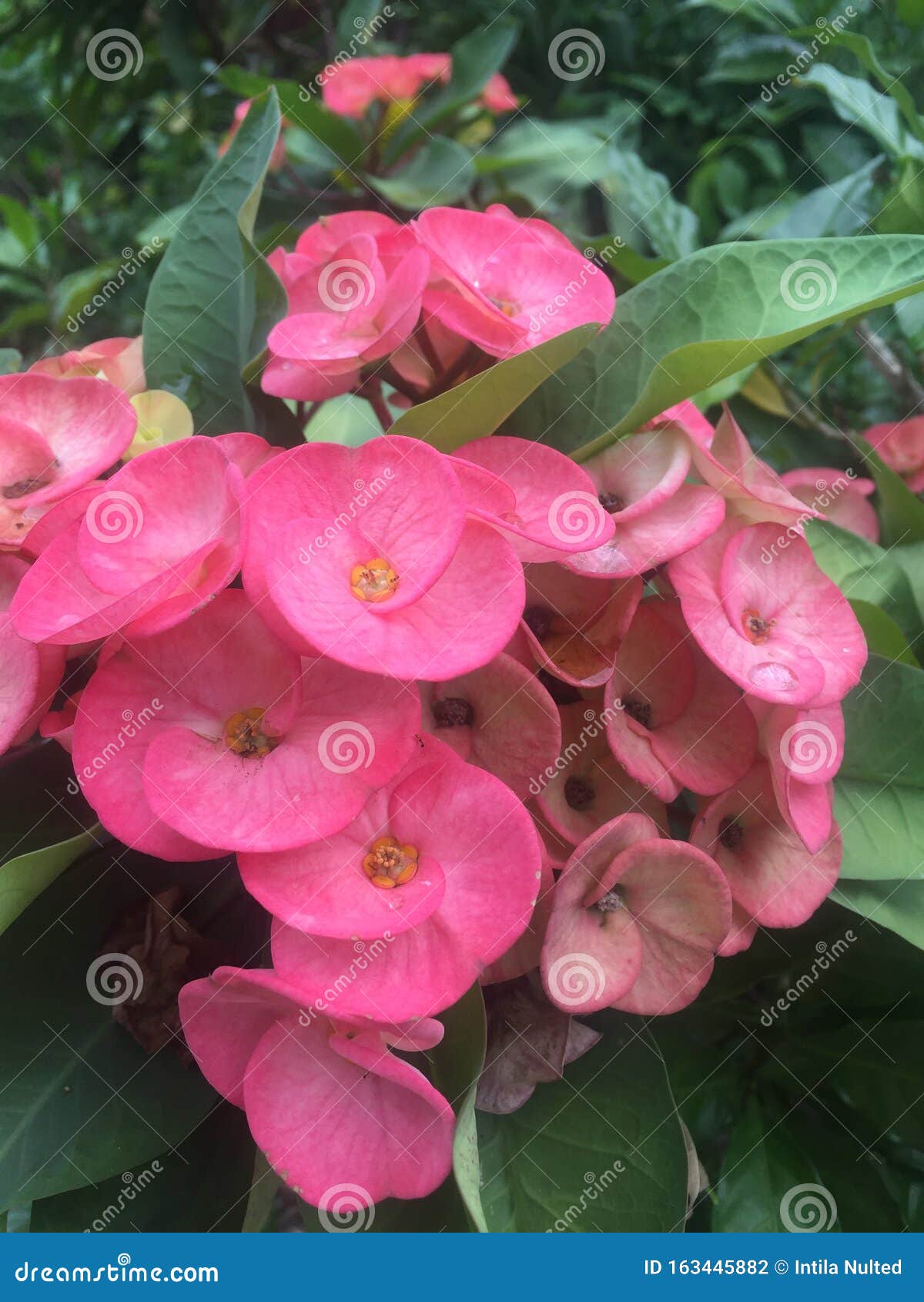 Poi Sian Flowers Color Ping and Green Leaf Stock Photo - Image of ...