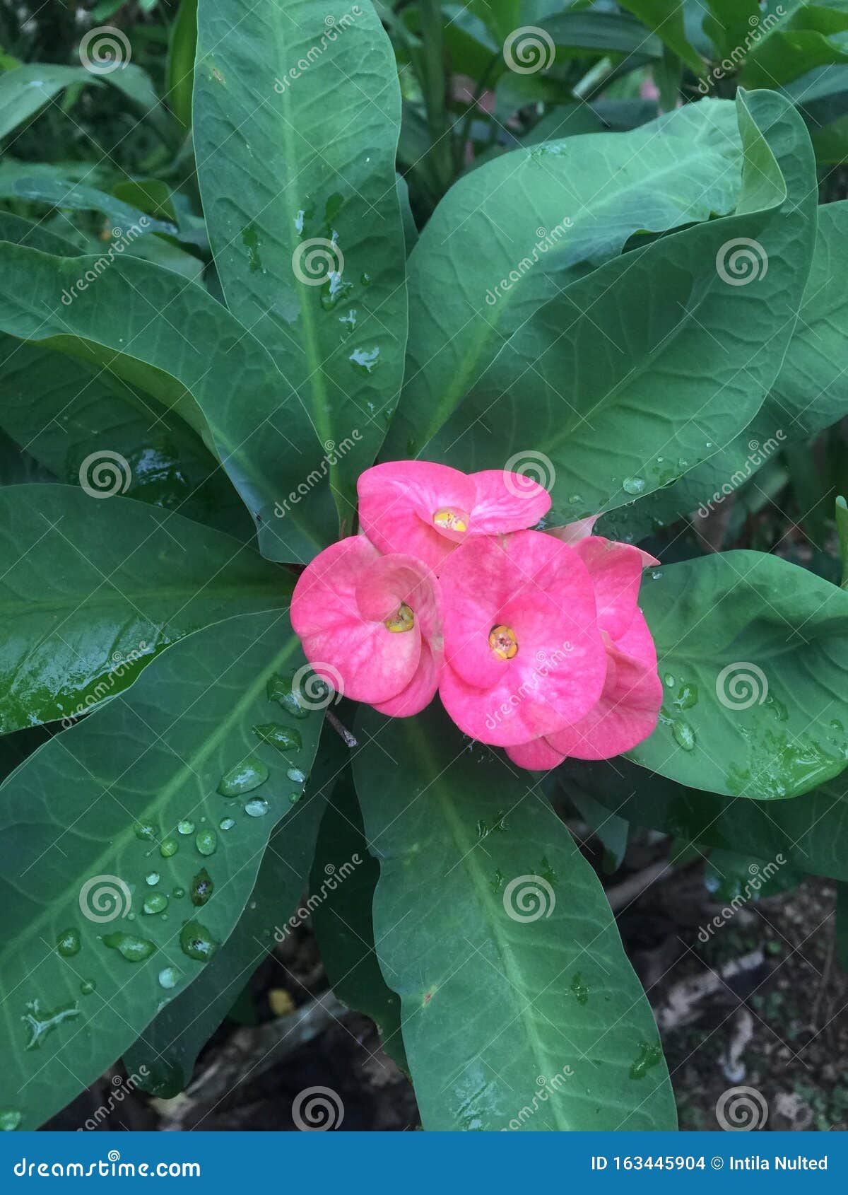 Poi Sian Flowers Color Ping and Green Leaf Stock Photo - Image of ...