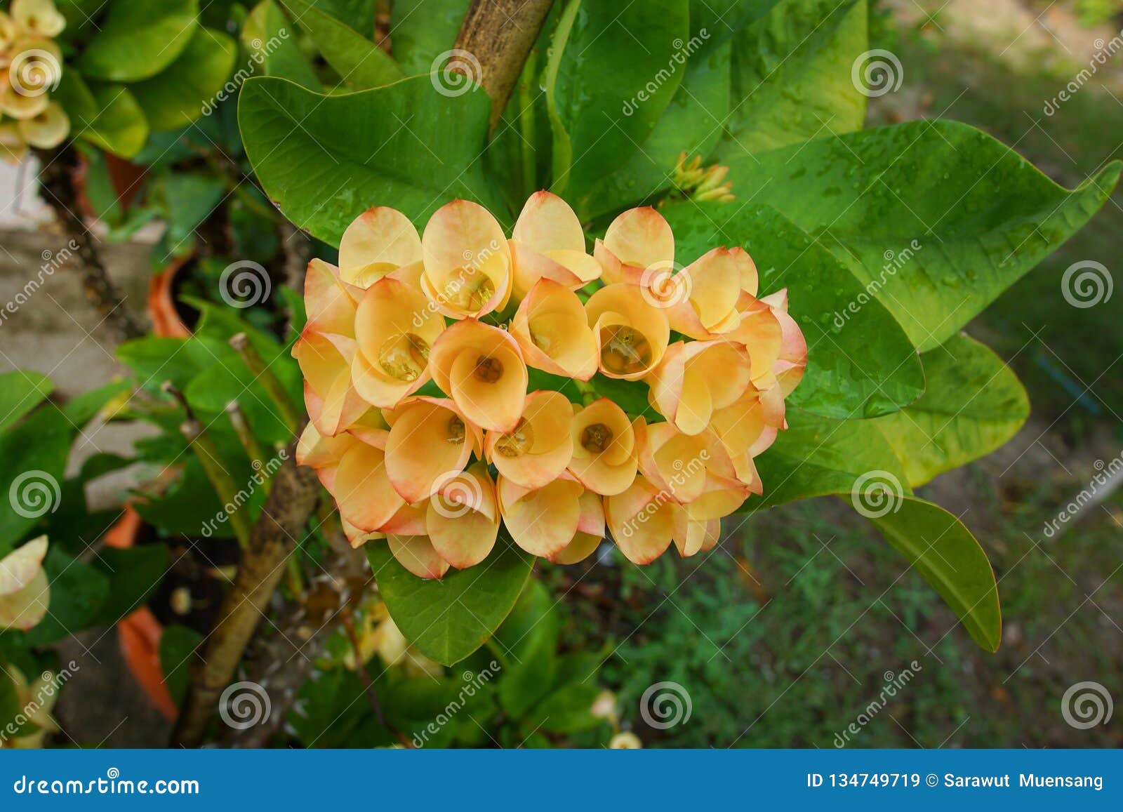 Poi Sian flowers stock image. Image of line, factory - 134749719