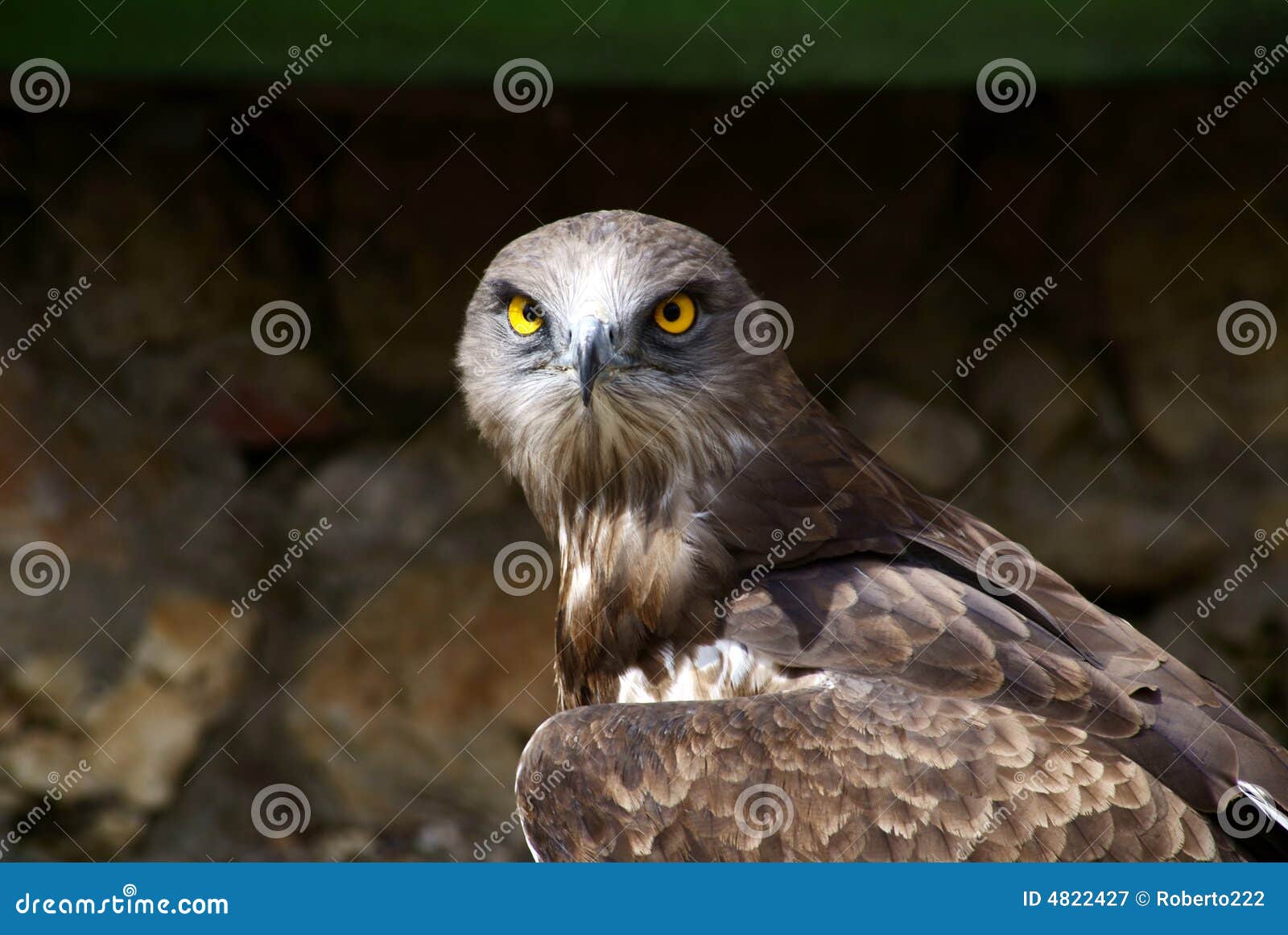 Poiana arrabbiata immagine stock. Immagine di animale - 4822427