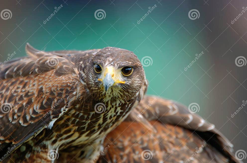 Poiana comune immagine stock. Immagine di pericolo, mosca - 10063615