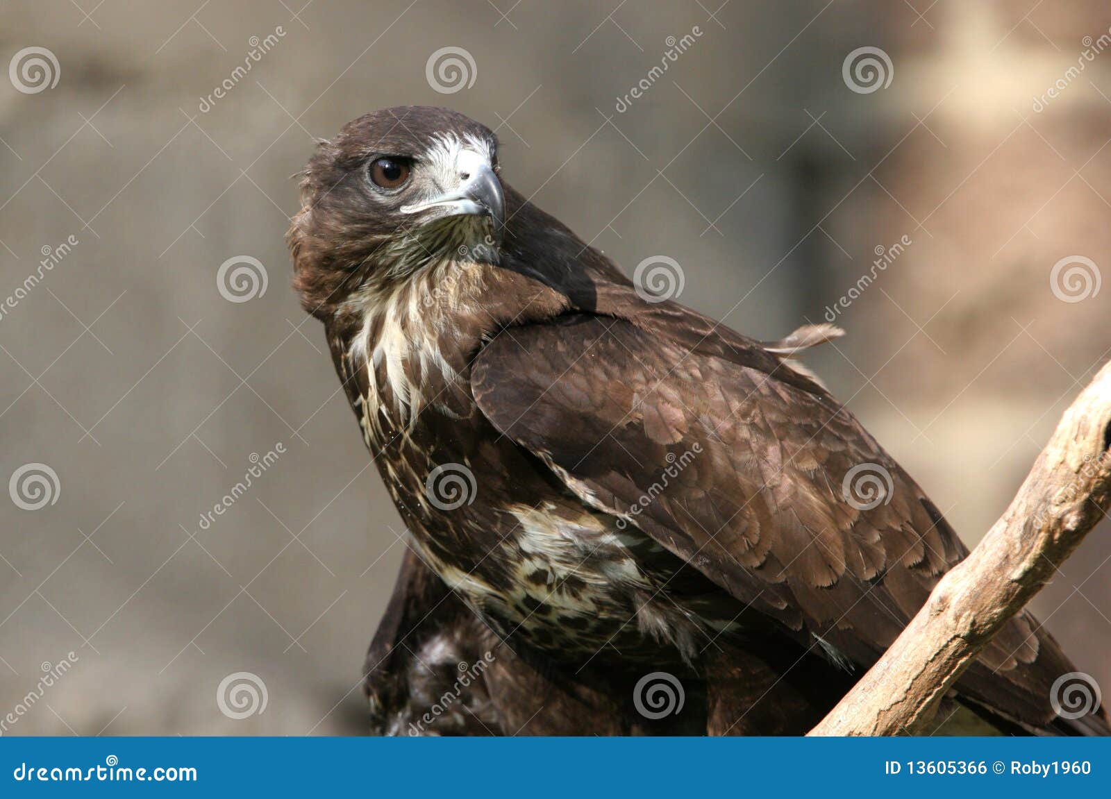 Poiana comune fotografia stock. Immagine di caccia, animale - 13605366