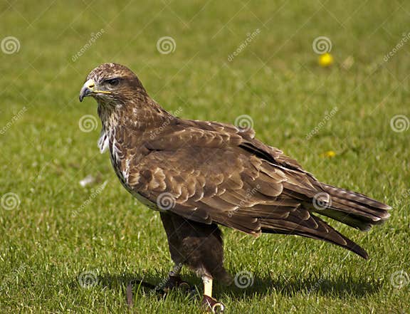 Poiana comune fotografia stock. Immagine di piuma, espressione - 14588172