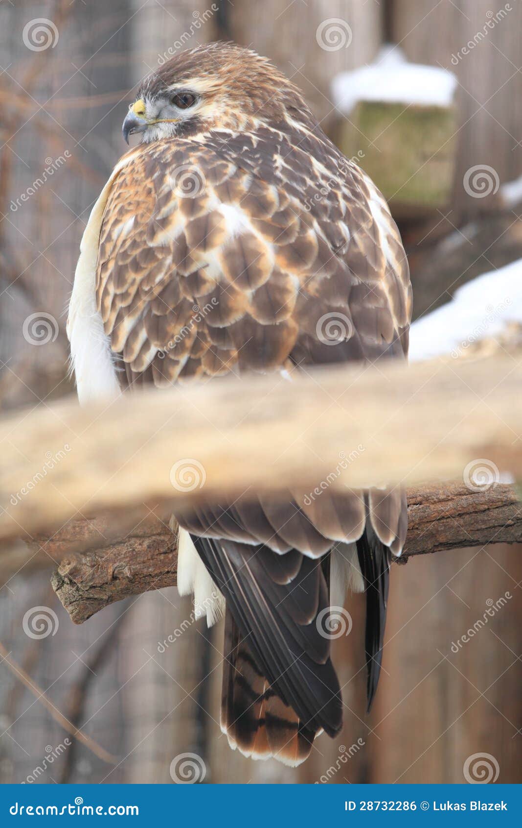 Poiana comune fotografia stock. Immagine di uccello, inverno - 28732286