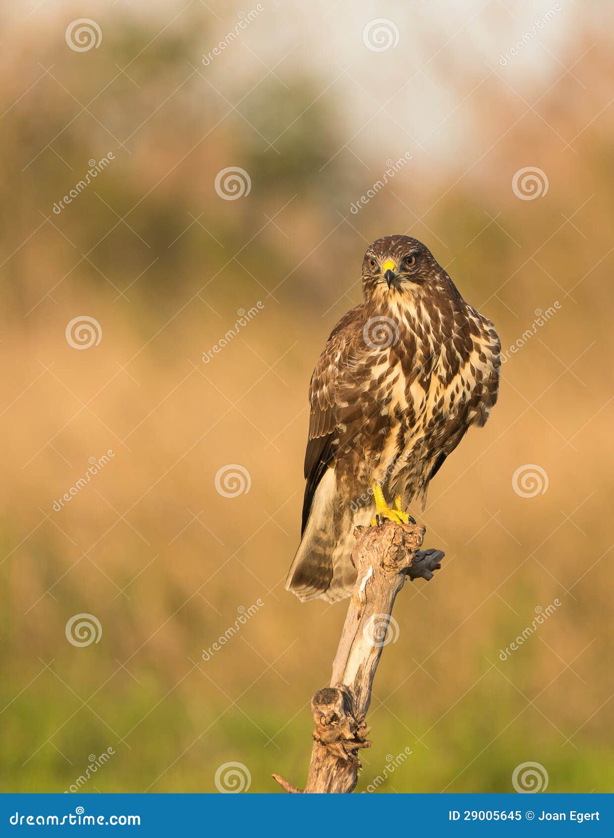 Poiana comune immagine stock. Immagine di fauna, appollaiato - 29005645