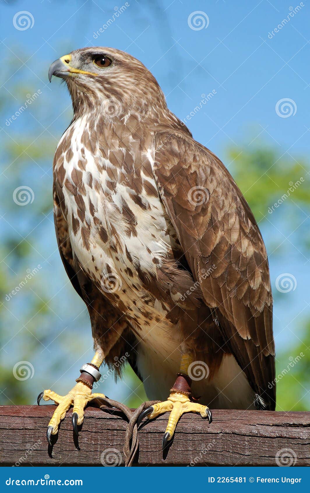 Poiana comune bloccata immagine stock. Immagine di dettagliato - 2265481