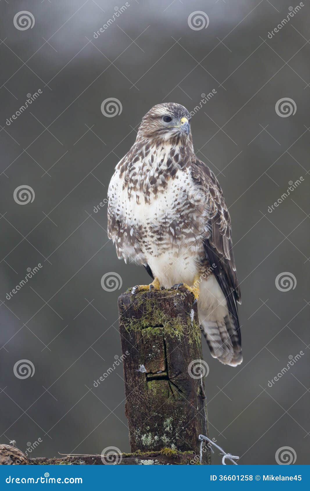 Poiana Comune, Buteo Del Buteo Fotografia Stock - Immagine di natura ...