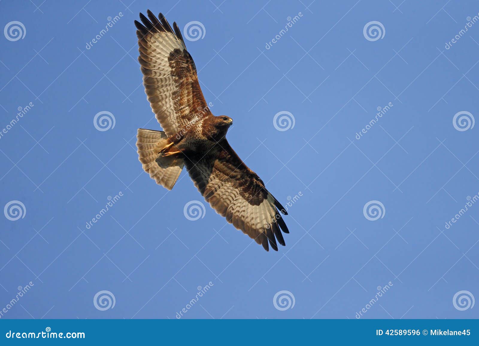 Poiana Comune, Buteo Del Buteo Fotografia Stock - Immagine di uccello ...