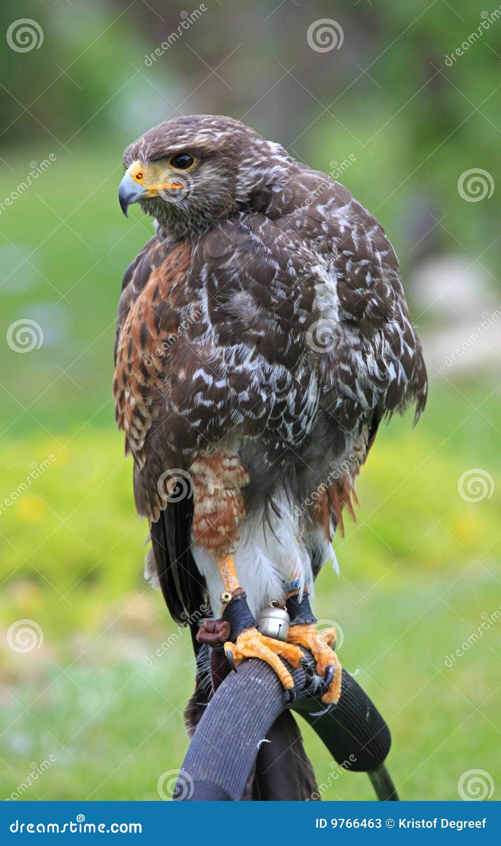 Poiana Comune (buteo Del Buteo) Immagine Stock - Immagine di tagliente ...