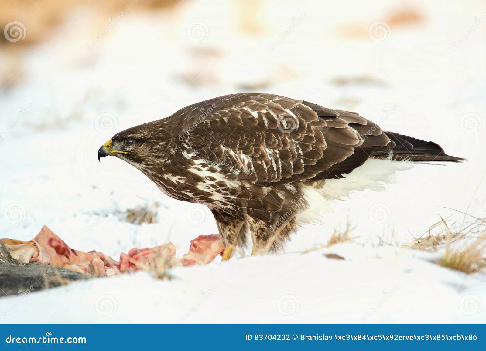 Poiana Comune, Buteo Del Buteo - Accipitridae Buzzard Fotografia Stock ...