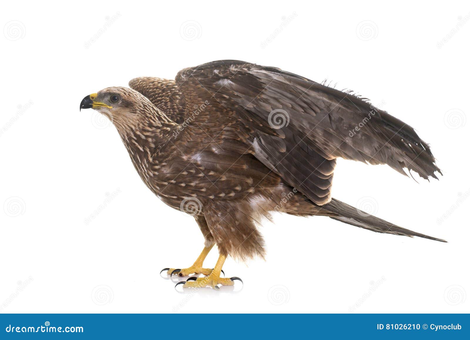 Poiana comune in studio fotografia stock. Immagine di europa - 81026210